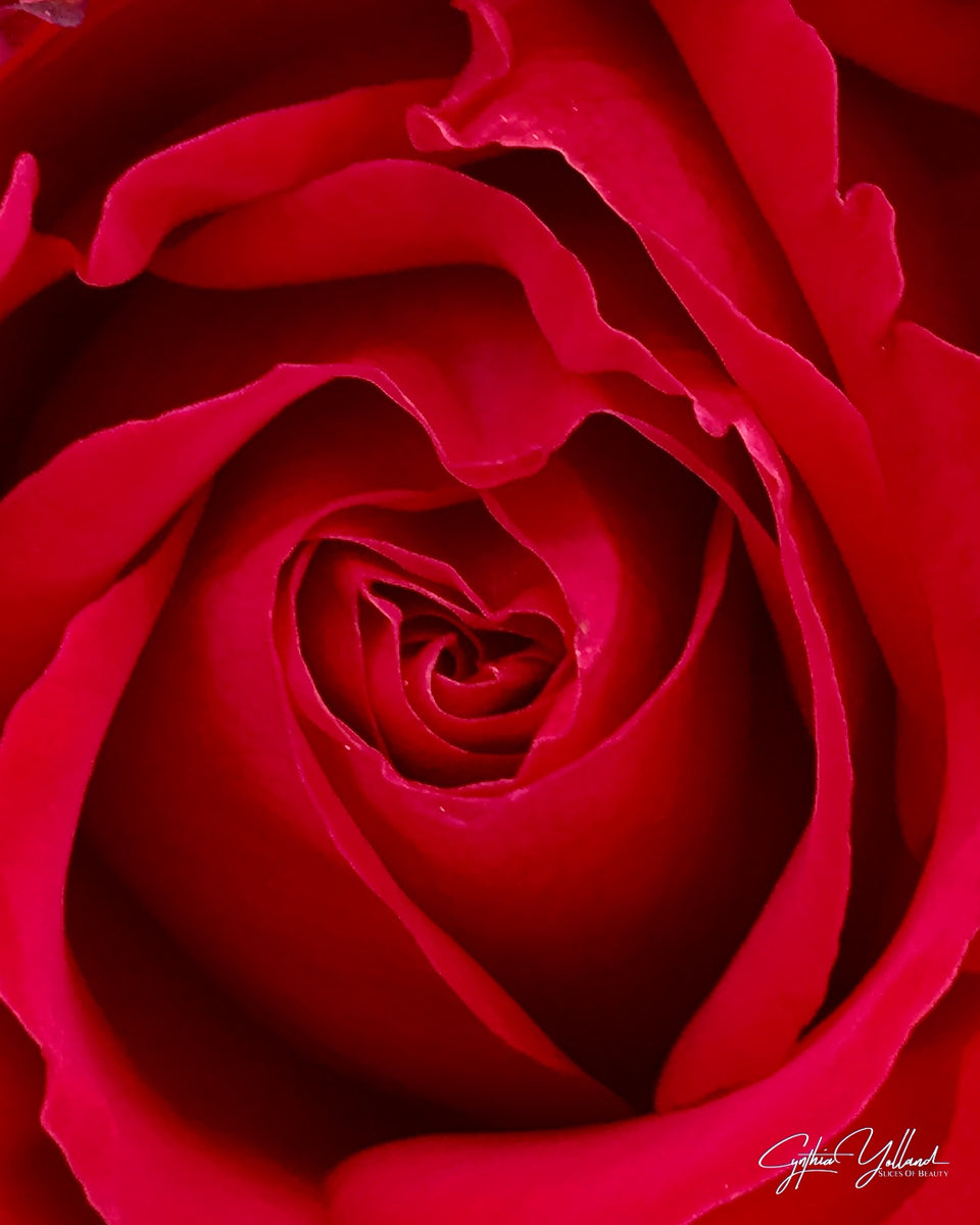 Revolving|Rose|Red|Printable|Download|Gift|Gifts for Her|Decor|Poster ...